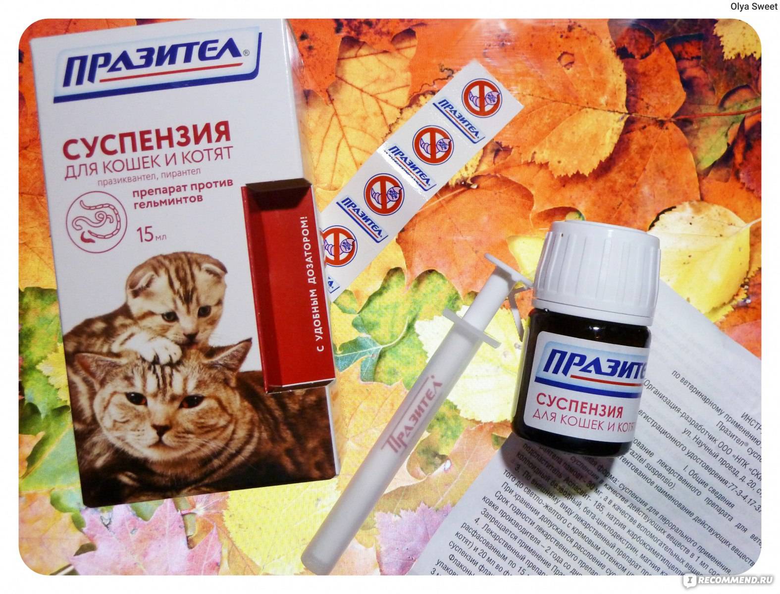 Празител для кошек и котов (таблетки и суспензия): инструкция по ...